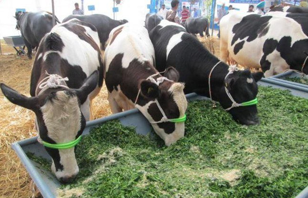 डा. गुरपाल सिंह वालिया पशु पालन विभाग के निदेशक , पशु धन को करेंगे ...