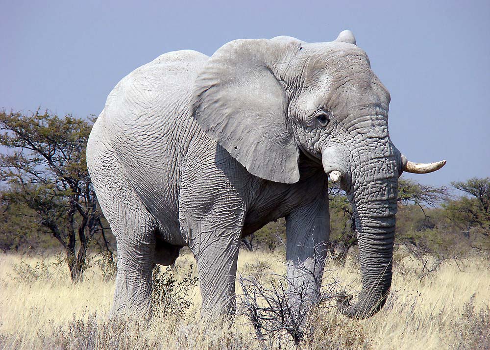 सफेद हाथियों का देश कौन है? - Divya Himachal