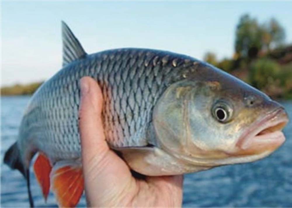 कोलडैम में तैयार होगी रेनबो ट्राउट, केज में ट्रायल सफल रहने के बाद ...