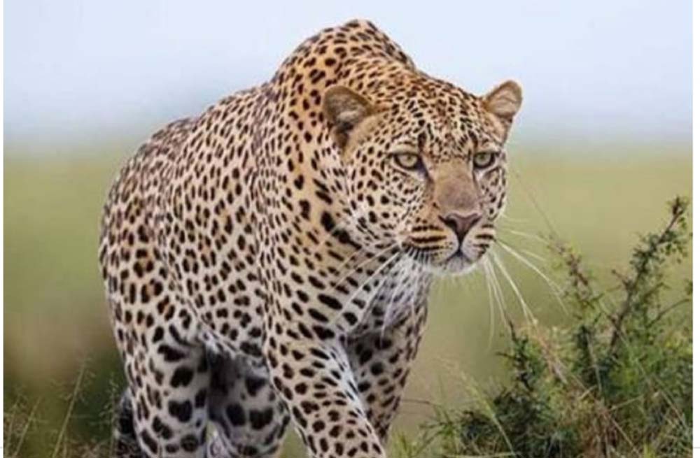 युवतियों पर झपटने वाले तेंदुए के डर से उड़े किसानों के होश, फसल की ...