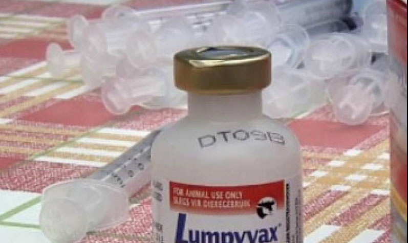 Lumpy Vaccine : लंपी वैक्सीन खरीद को 12 लाख, सरकार ने जारी की राशि, 28 ...