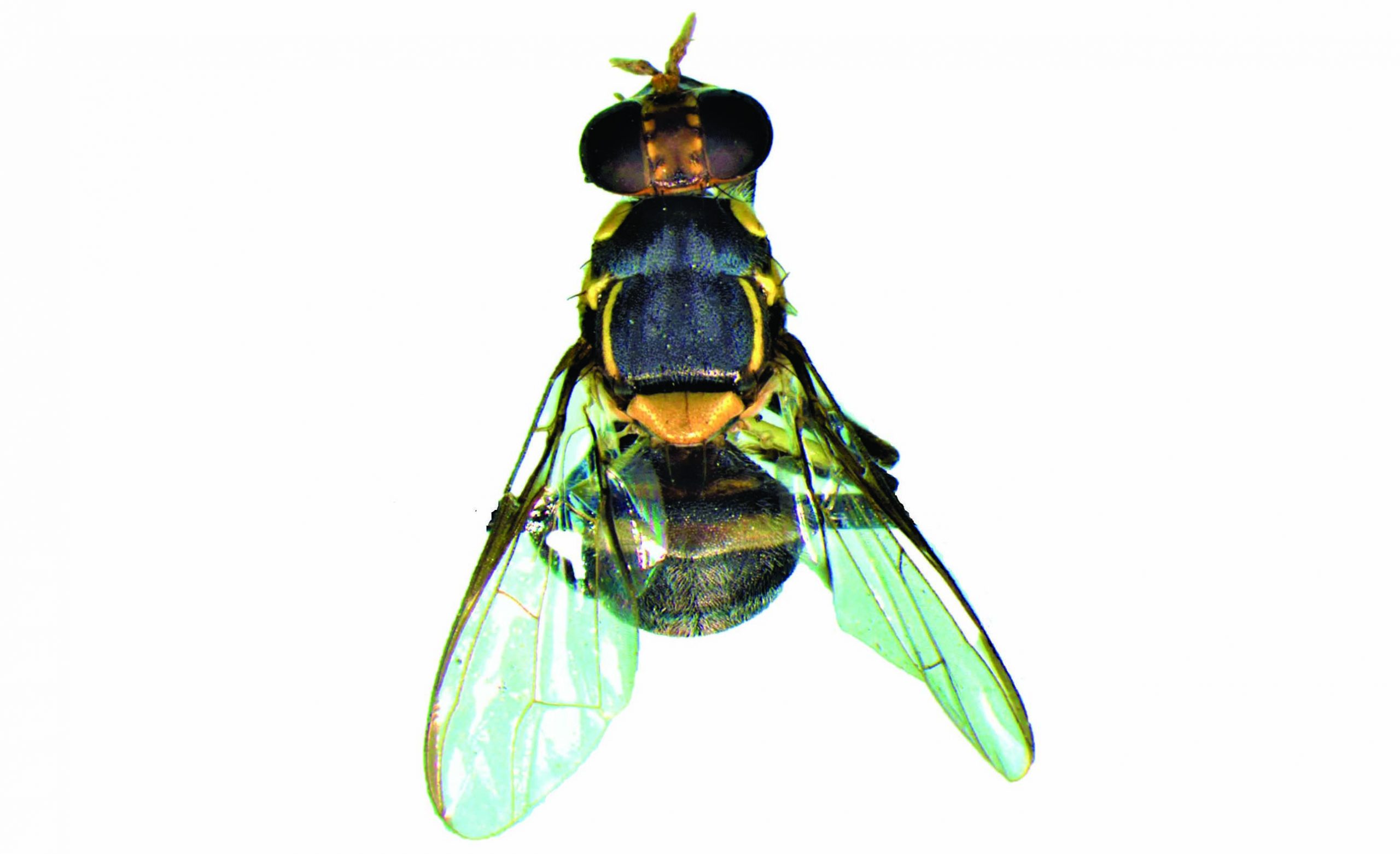 हिमाचल में फल मक्खी की नई प्रजाति; नौणी विश्वविद्यालय के शोधकर्ताओं की ...