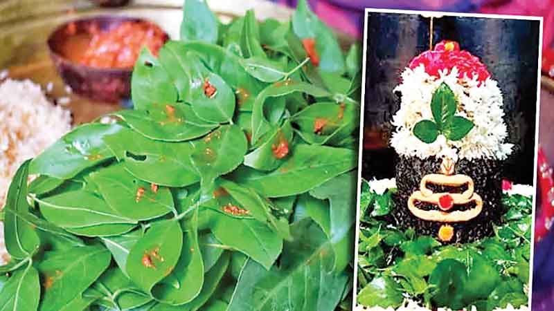 पूजा में बिल्वपत्र का महत्त्व - Divya Himachal