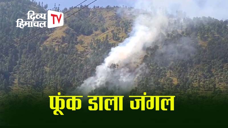 Kullu News: धू धू कर जला पीज जंगल, कुल्लू में शरारती तत्वों ने लगाई आग ...