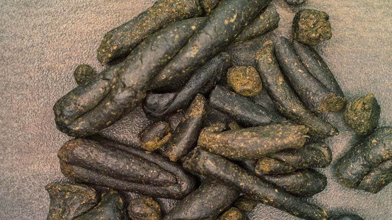 Charas: कांगड़ा पुलिस को अब तक की सबसे बड़ी कामयाबी, कछियारी में पकड़ी ...