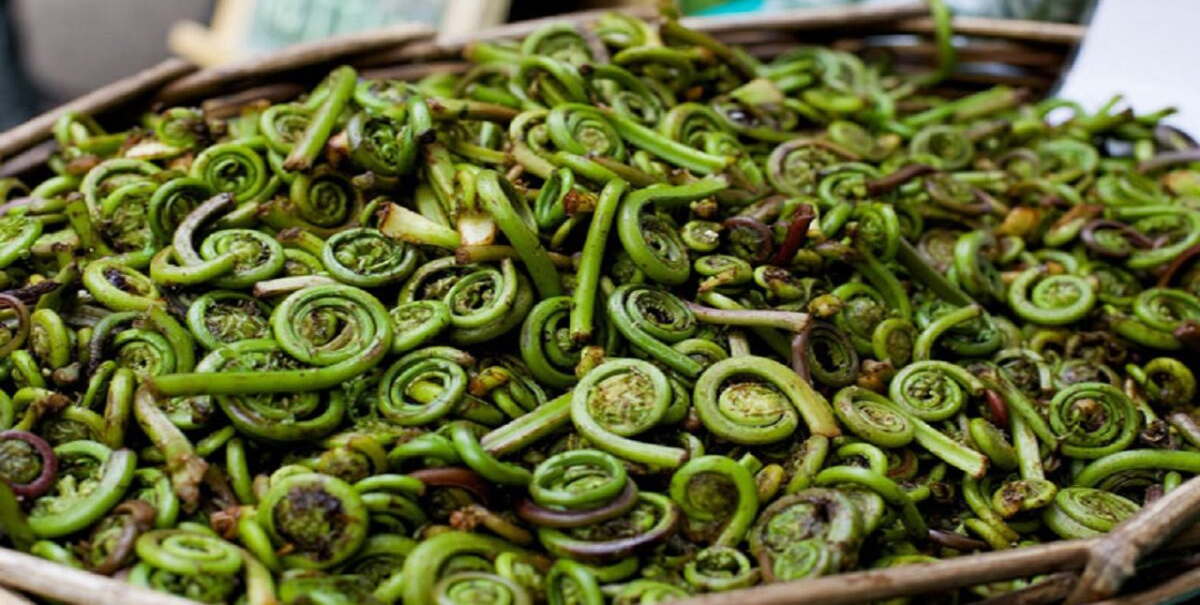 औषधीय गुणों से भरपूर, लिंगडू की सब्जी के गुण और फायदे... - Divya Himachal