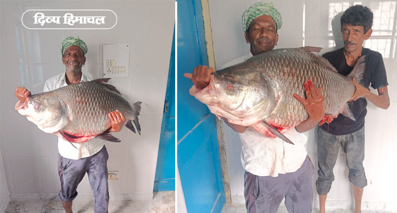 Pong Fish: नगरोटा सूरियां के मछुआरे ने पकड़ी साढ़े 25 किलो कत्ला मछली ...