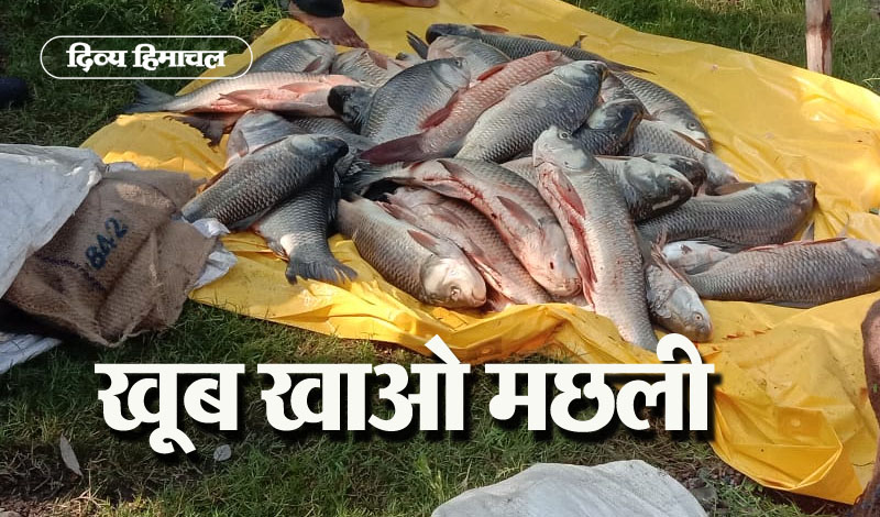 Pong Fish: अब जी भर चखो मछली का स्वाद - Divya Himachal