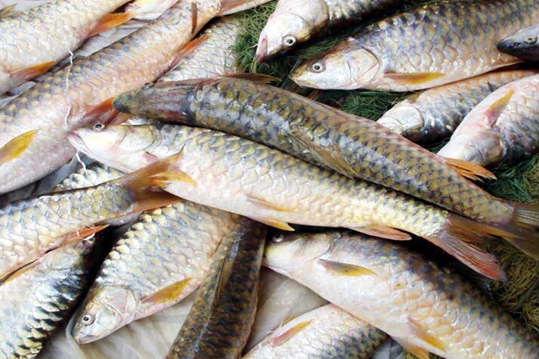 हमीरपुर में 461 मीट्रिक टन मछली का रिकार्ड कारोबार - Divya Himachal