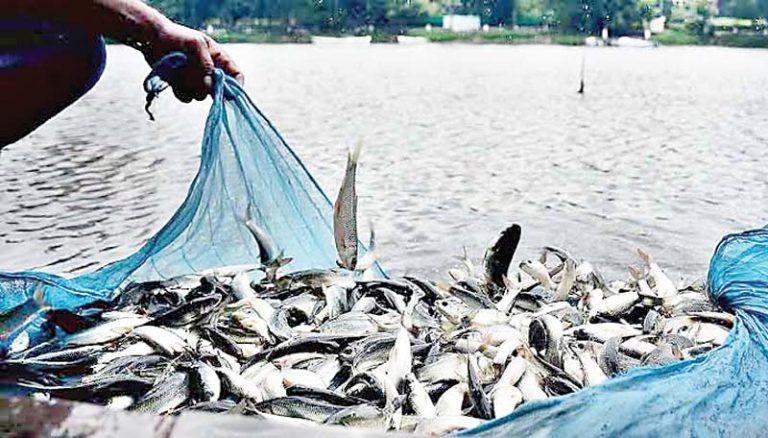 हिमाचल में मत्स्य क्षेत्र ने खोले रोजगार-समृद्धि के नए द्वार, तीन साल ...